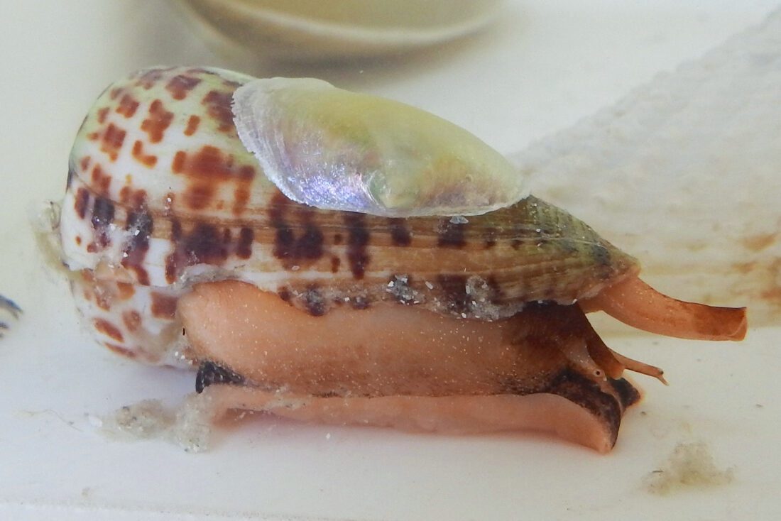 New exhibition opens at shell museum - SANIBEL-CAPTIVA - Island ...